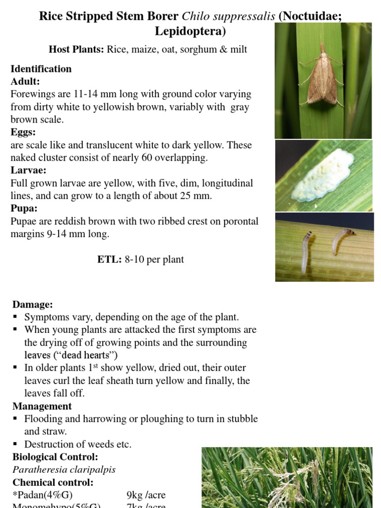 Rice Stripped Stem Borer Chilo Suppressalis (Noctuidae Lepidoptera ...