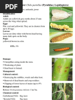 Gundhi Bug Zoo | PDF | Rice | Insects