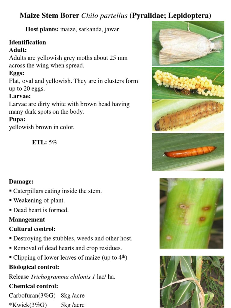 Maize Stem Borer Control Strategies | PDF | Insects | Insects And Humans