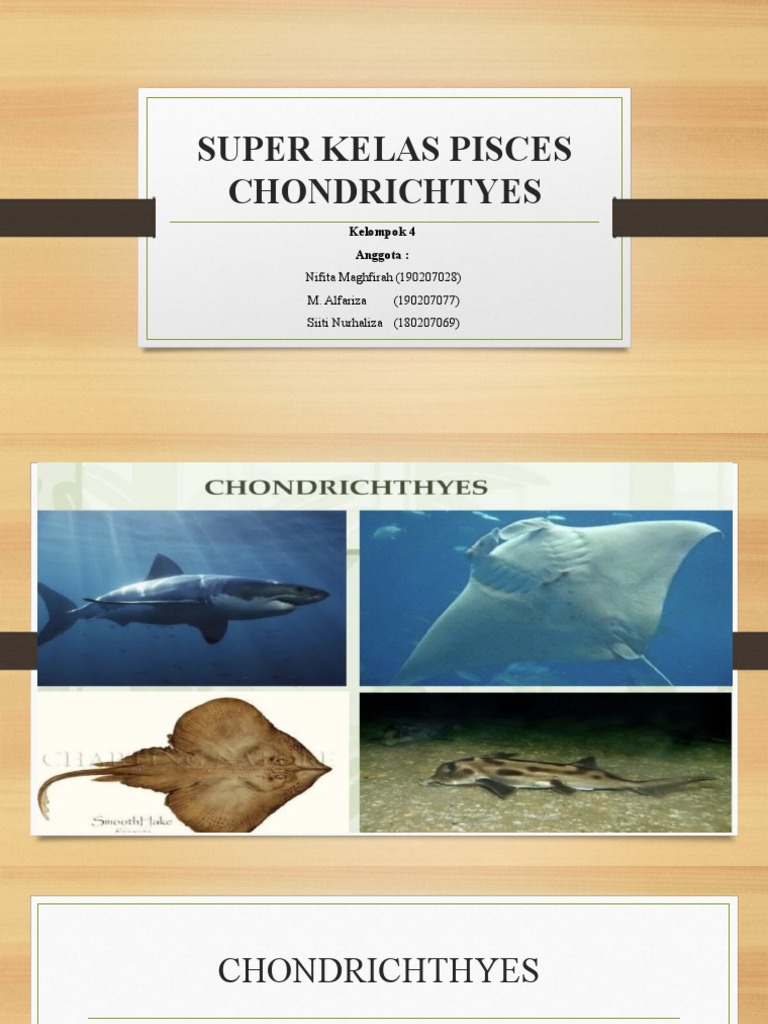 Super Kelas Pisces Chondrichtyes Pdf Sains Matematika