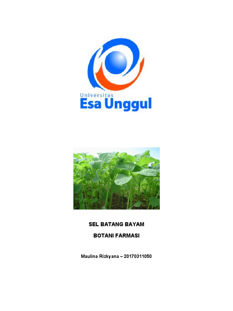 SEL BATANG BAYAM Kiki | PDF