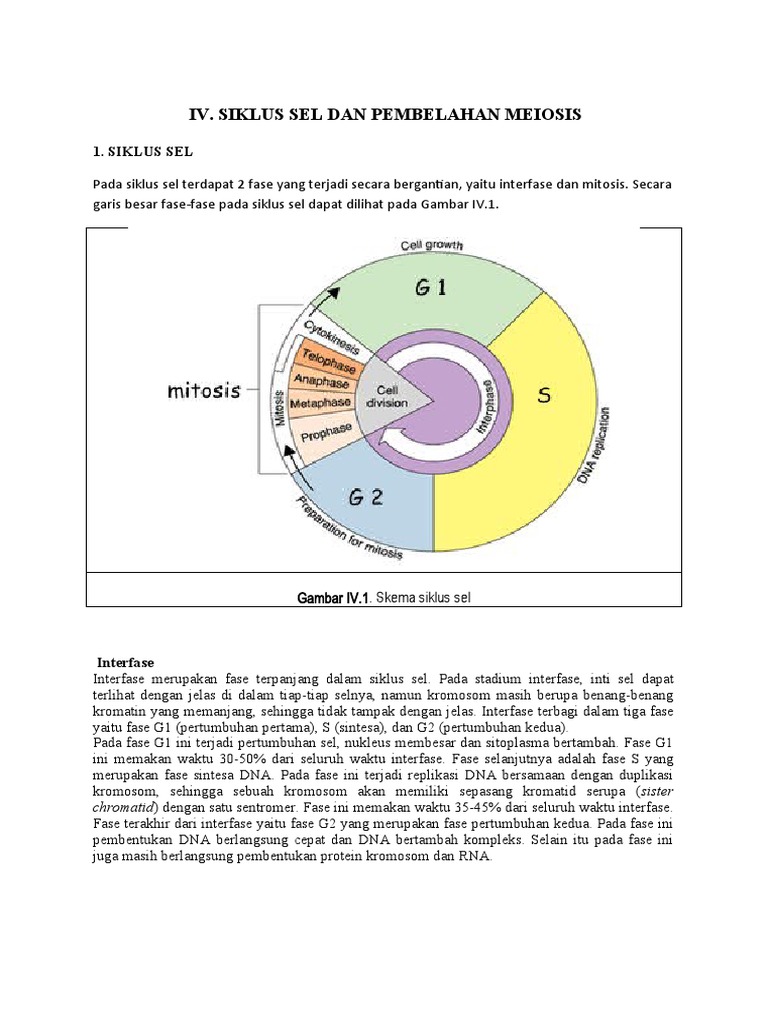 Siklus Sel Dan Pembelahan Meiosis | PDF