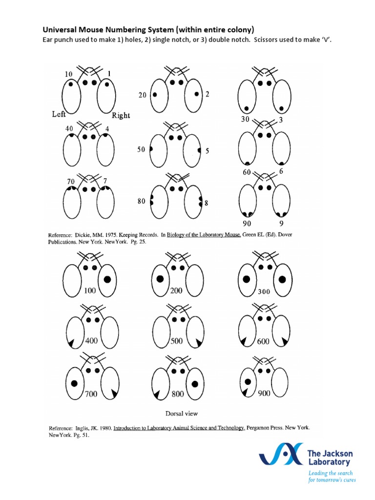 Universal Mouse Numbering System (Within Entire Colony) | PDF