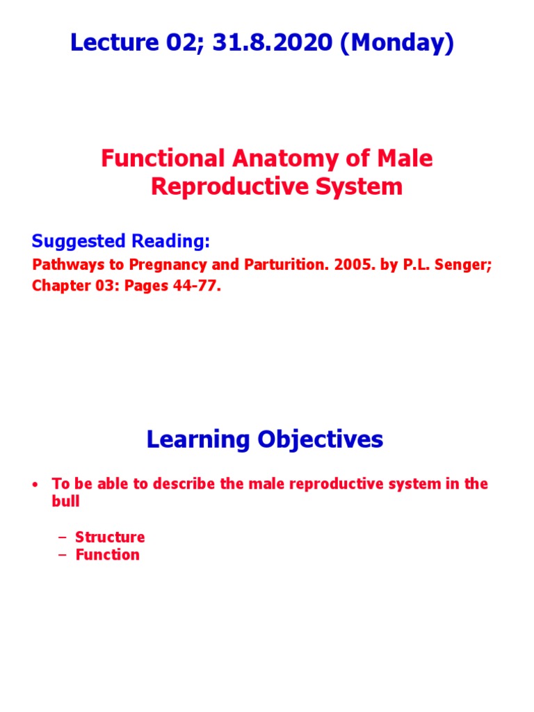 Male Reproductive Anatomy Overview | PDF | Testicle | Penis