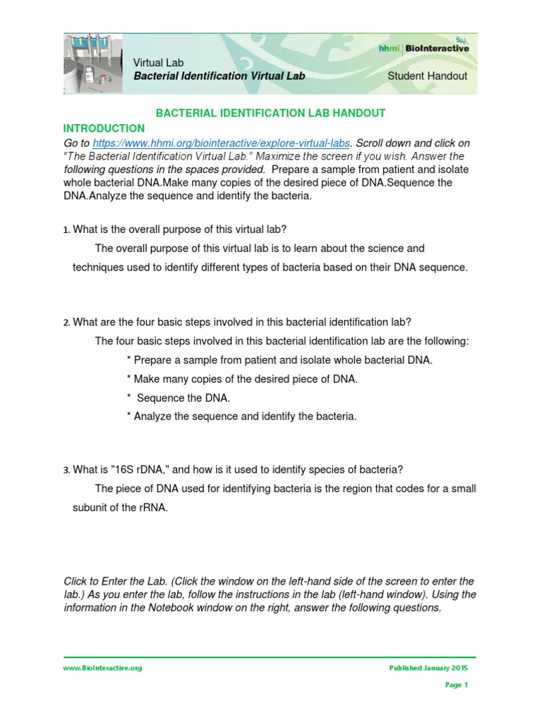 Ba - Bacterial Identification Lab Worksheet | PDF | Polymerase Chain ...