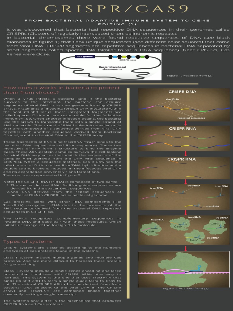 Infographic - CRISPR - Cas9 | PDF | Crispr | Dna