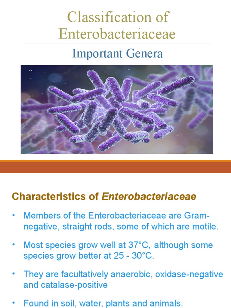 Classification of Enterobacteriaceae: Important Genera | PDF | Gram ...