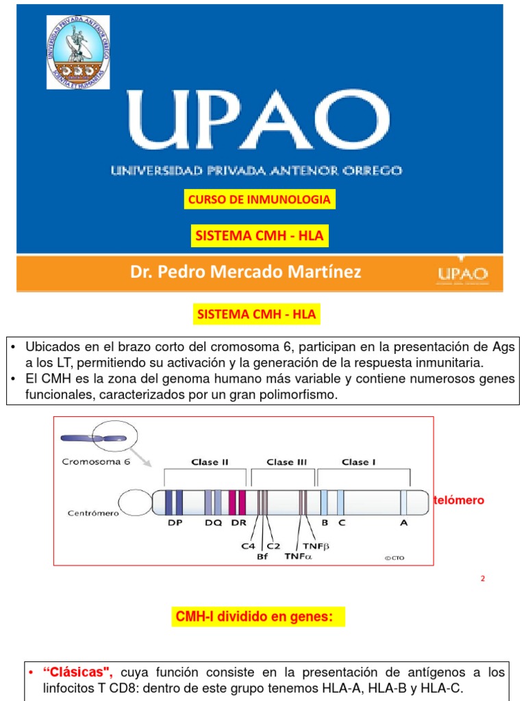 Sistema CMH-HLA: Funciones y Polimorfismo | PDF | Mhc Clase I ...