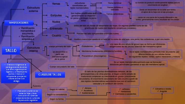 MAPA CONCEPTUAL BOTÁNICA | PDF | Tallo de la planta | Plantas