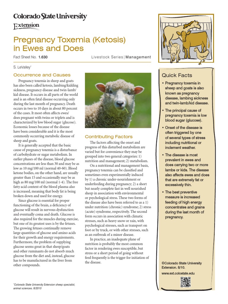 Pregnancy Toxemia (Ketosis) in Ewes and Does | PDF | Sheep | Ketosis