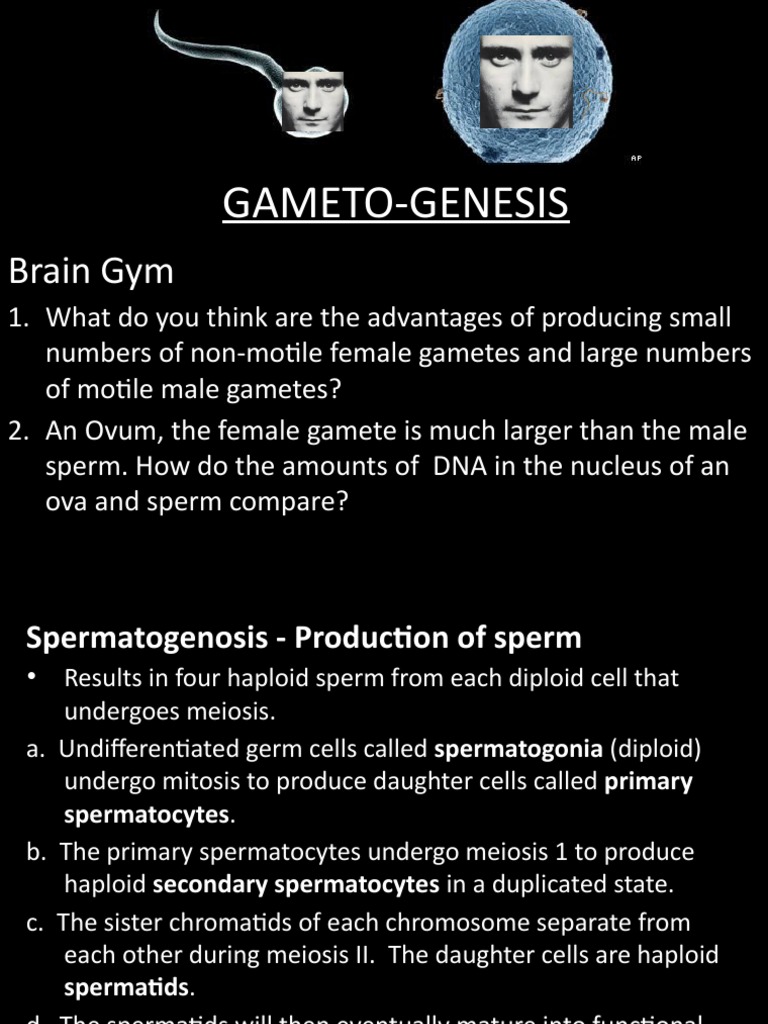 Gameto - Genesis | PDF | Meiosis | Sperm