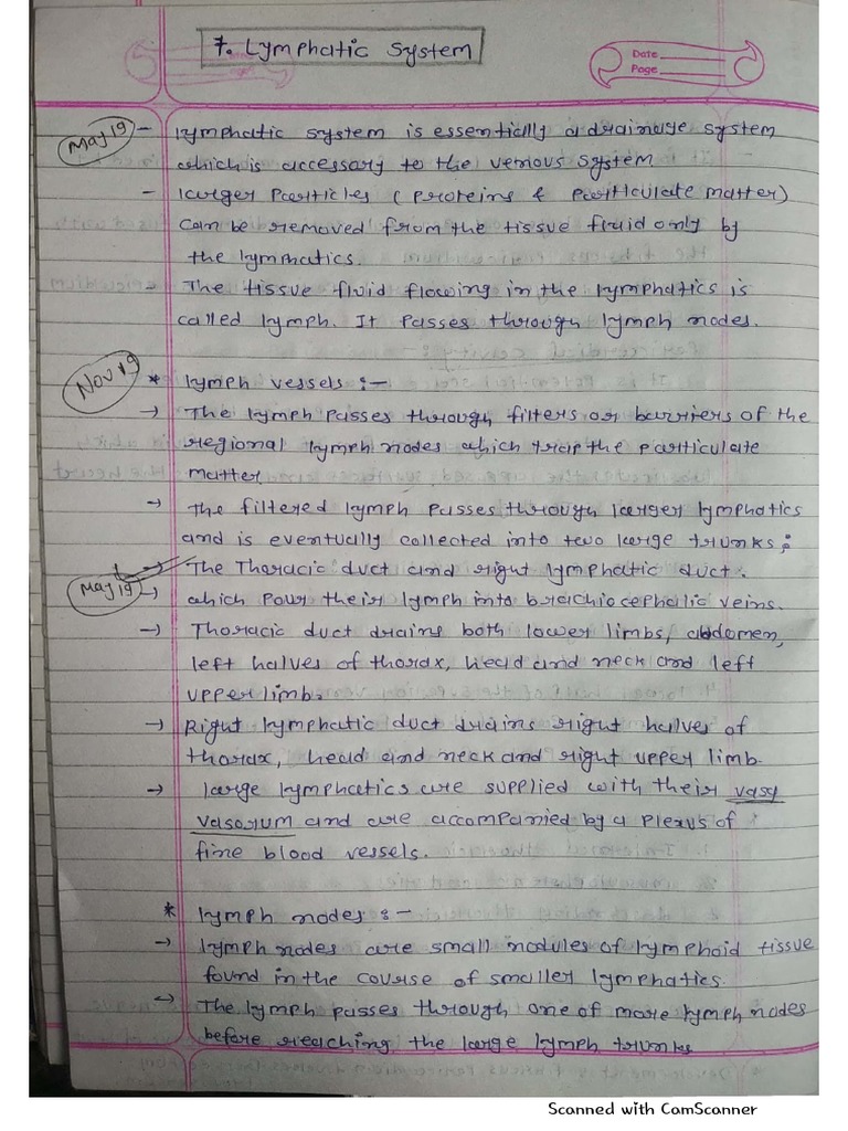Lymphatic System Notes | PDF