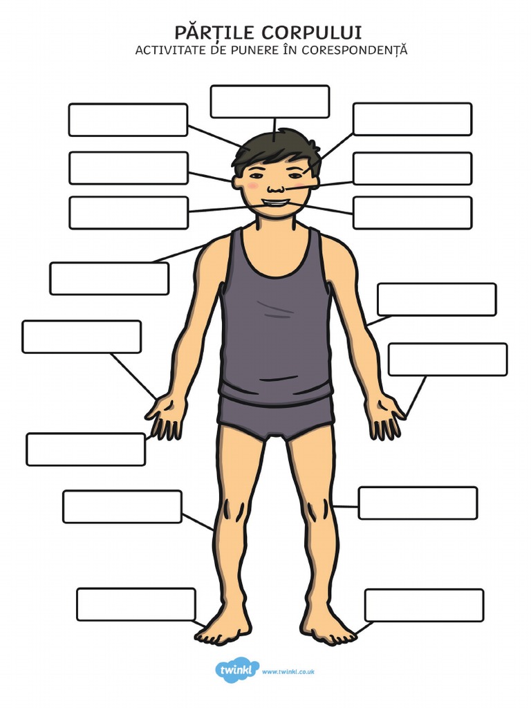 Partile Corpului Activitate de Punere in Corespondenta | PDF