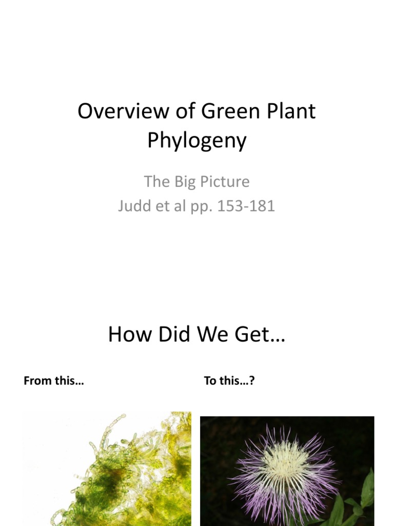 Overview of Green Plant Phylogeny | PDF | Plants | Leaf