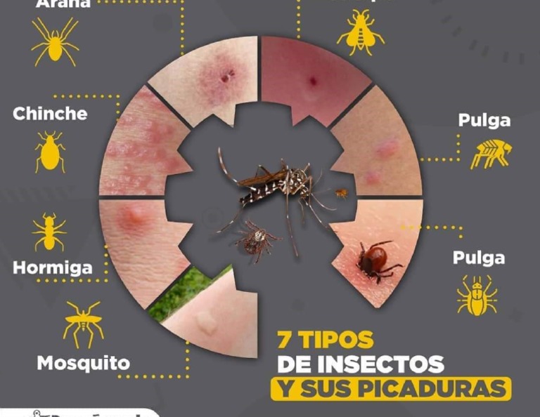 Tipos de Insectos y Sus Picaduras | PDF