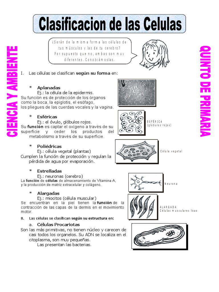 5° Ficha-Clasificacion-de-las-Celulas-para-Quinto-de-Primaria | PDF | Nucleo celular | Biología ...