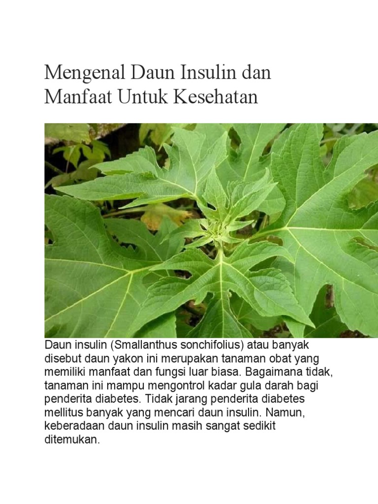 Mengenal Daun Insulin Dan Manfaat Untuk Kesehatan | PDF