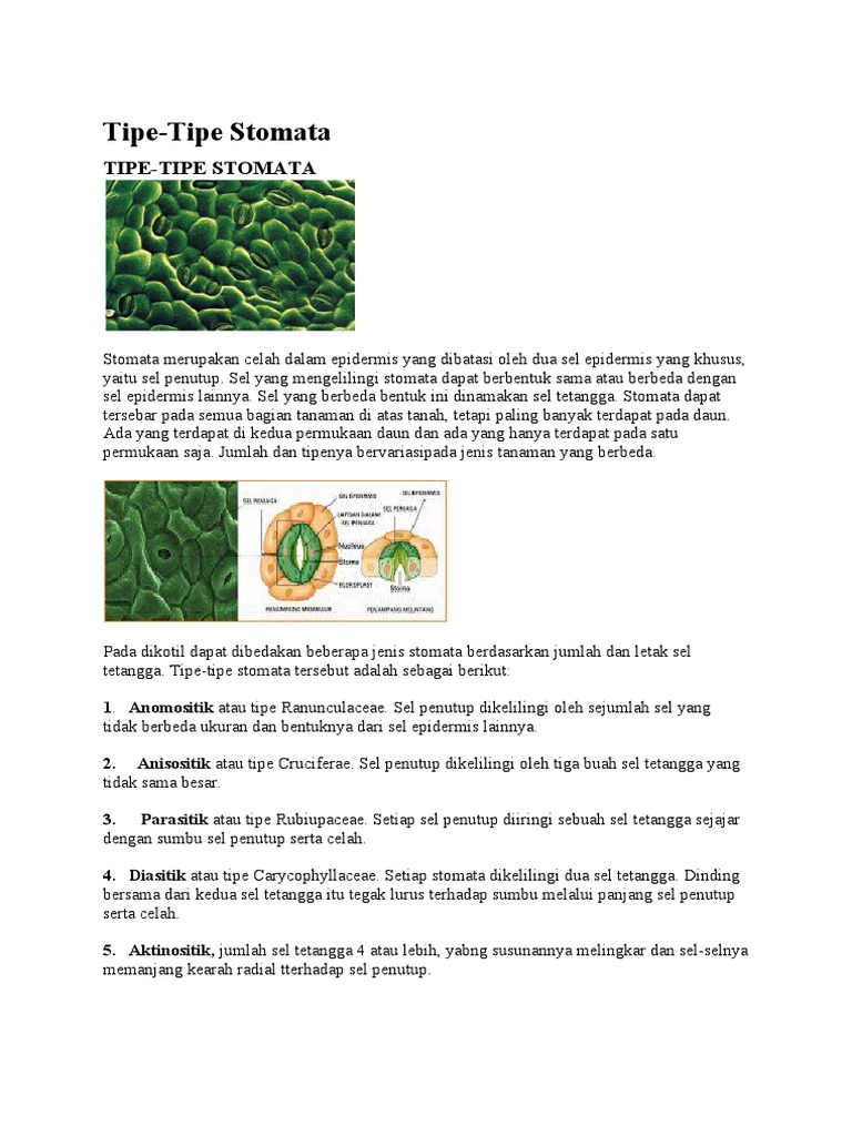 Tipe-Tipe Stomata | PDF