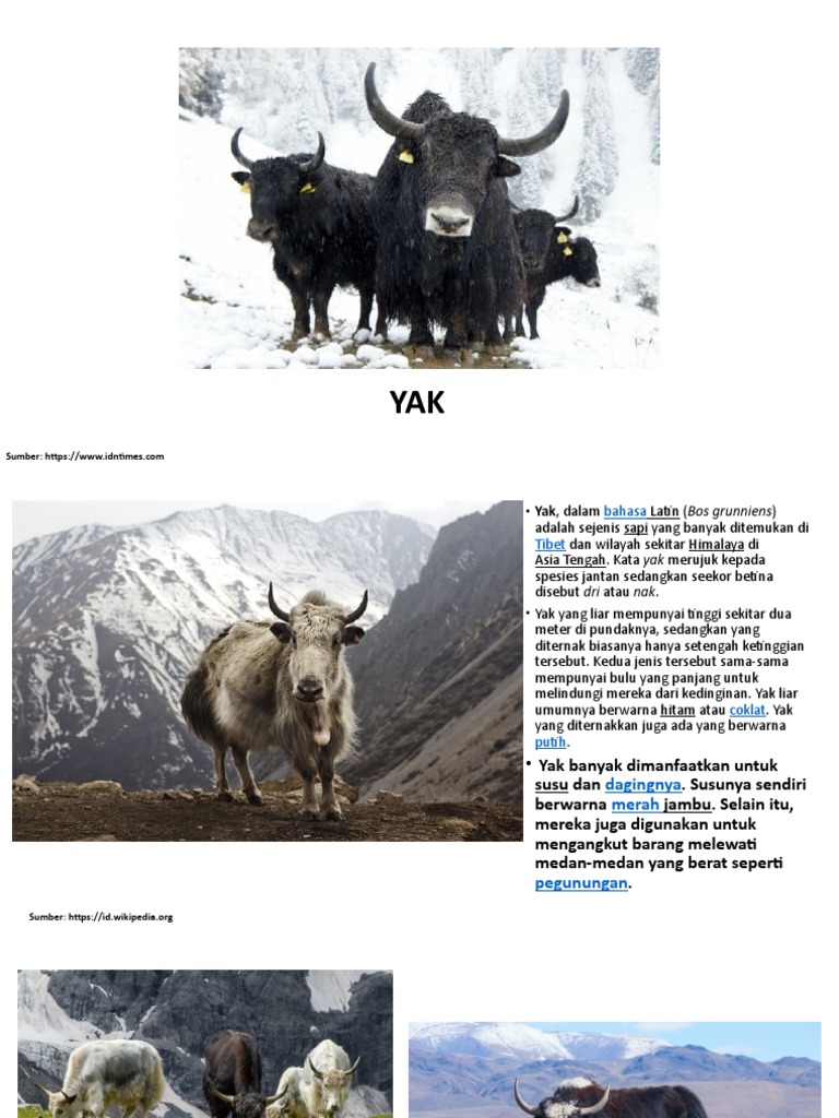 Hewan YAK | PDF