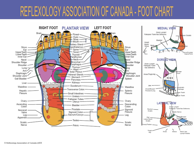 Reflexology Association of Canada - Foot Chart: Plantar View | PDF ...