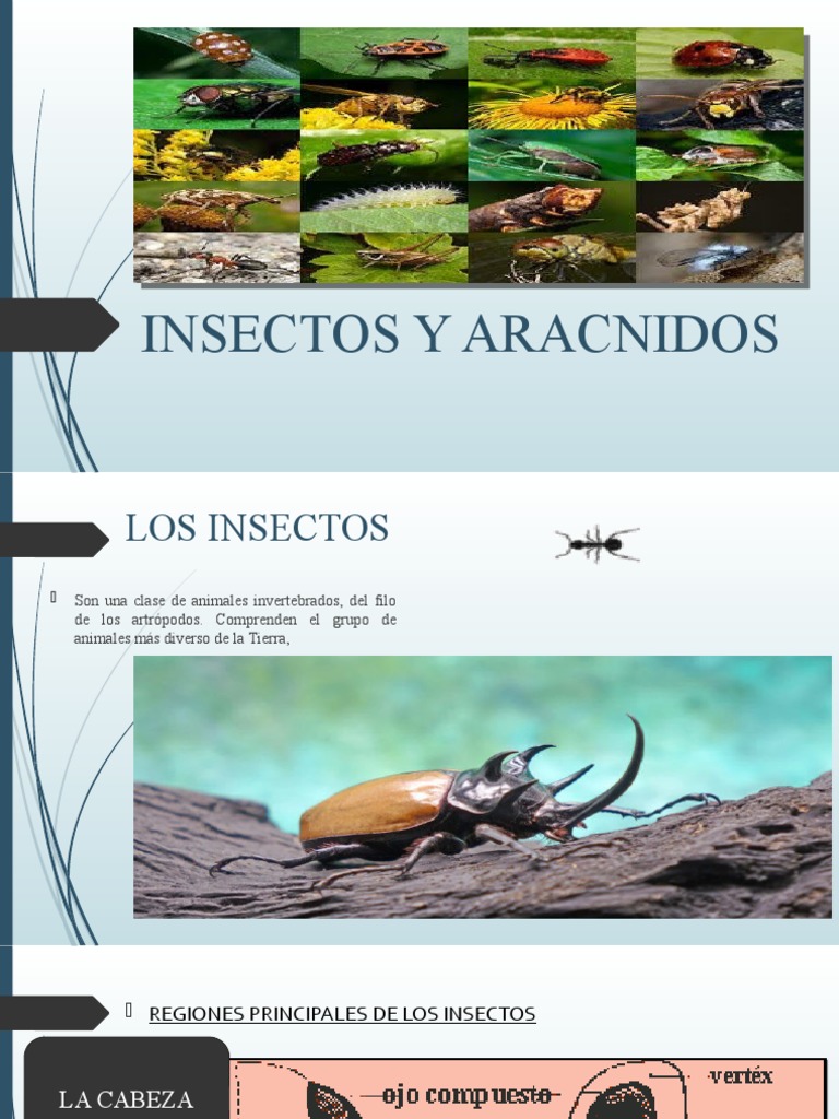 Insectos y Aracnidos | PDF
