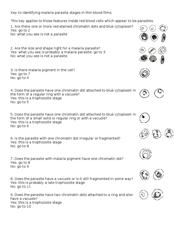 Malaria Parasite Identification Guide | PDF | Malaria | Parasitology