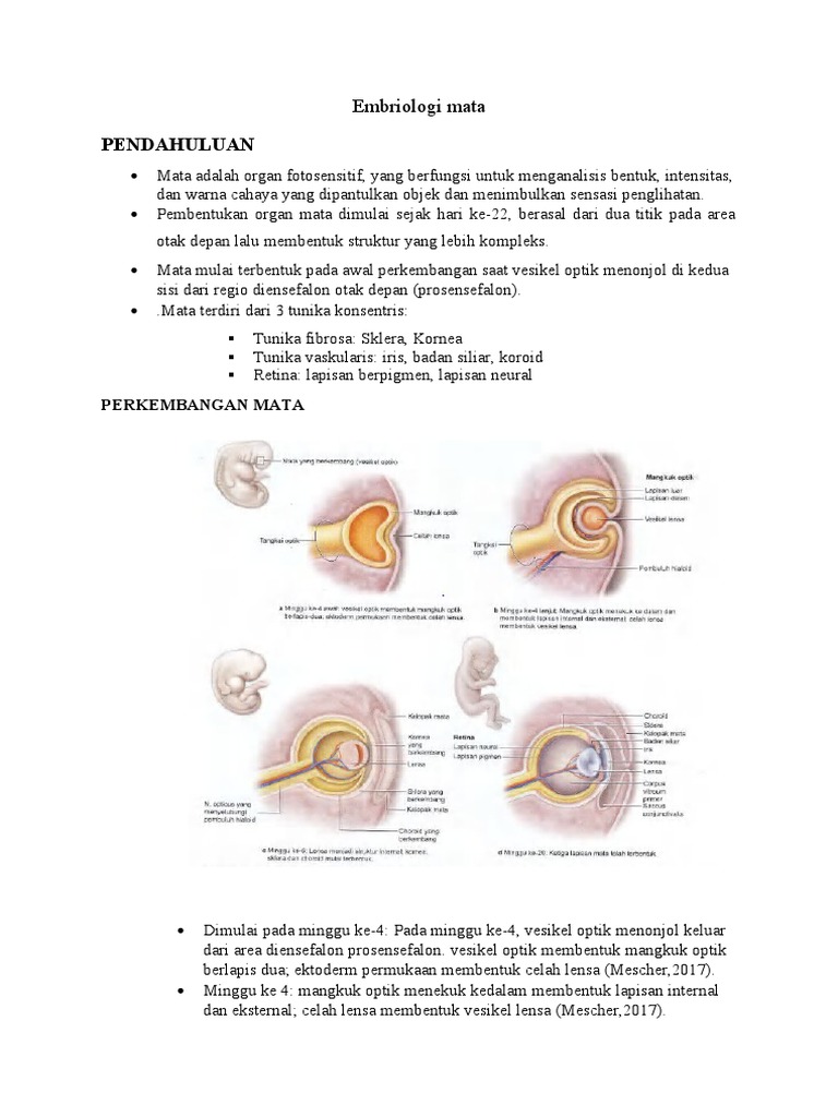 Bahan PPT Embriologi Mata | PDF