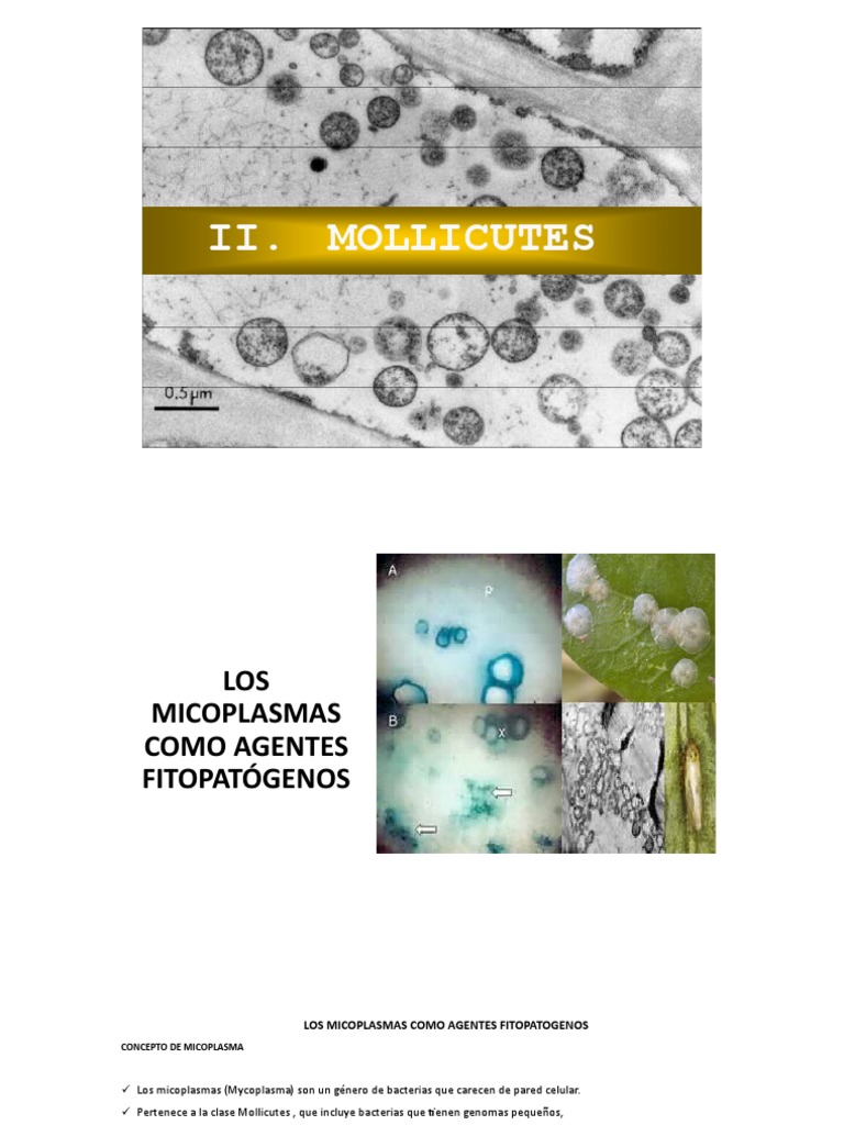 MOLLICUTES | PDF | Micoplasma | Vector (Epidemiología)