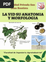 Morfología de Frutos: Silicua y Cipsela | PDF | Fruta | Morfología Vegetal