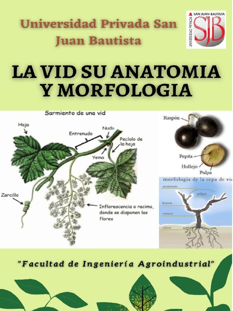 Anatomía y Funciones de la Vid | PDF | Flores | Estoma