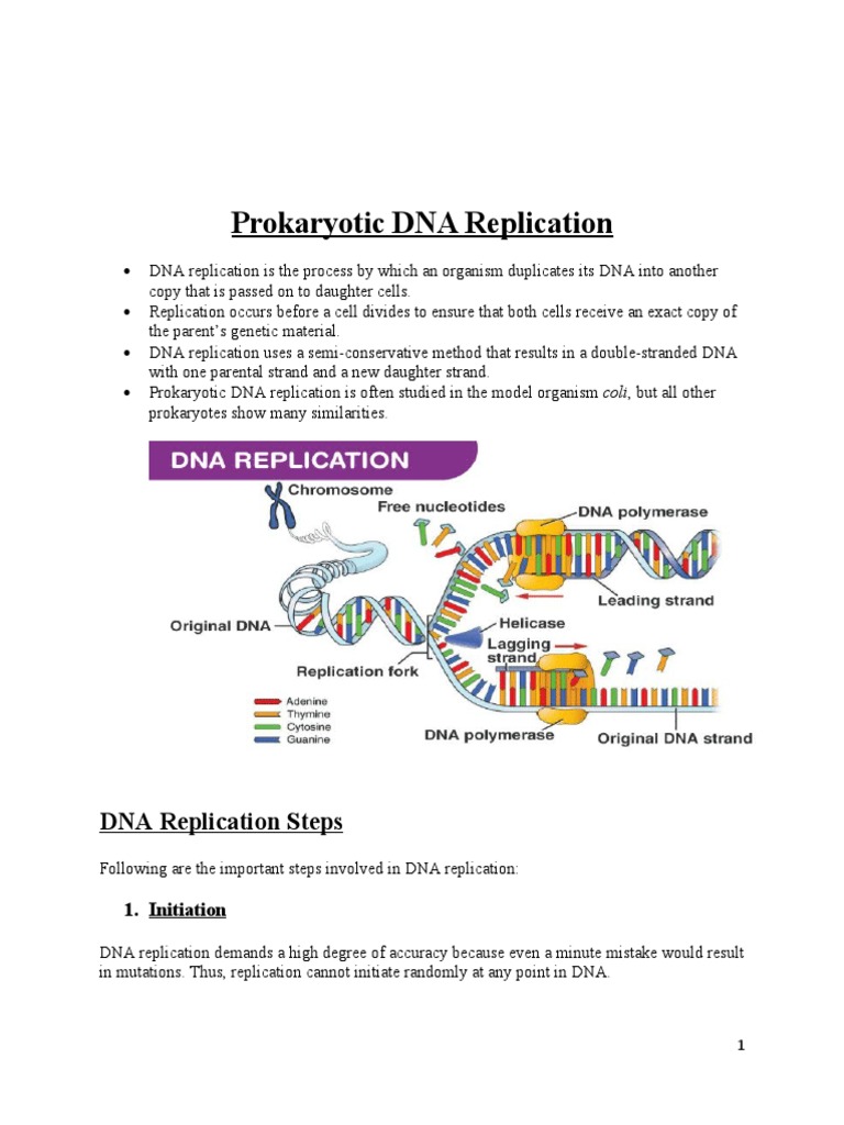 Prokaryotic DNA Replication | PDF | Dna Replication | Dna