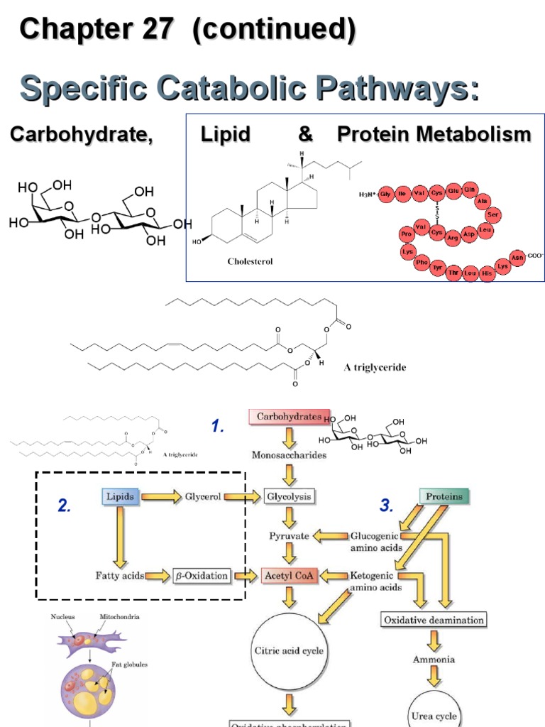 An Overview of Specific Catabolic Pathways for Carbohydrates, Lipids ...
