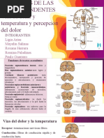 Tracto Rubroespinal | PDF | Cerebro | Neuroanatomía