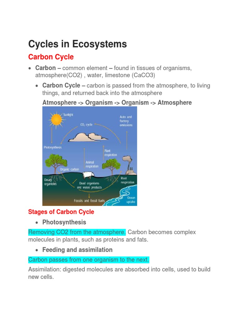 Cycles in Ecosystems BIO | PDF | Carbon Dioxide | Combustion