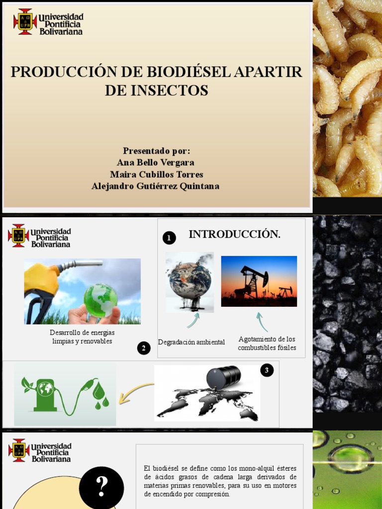 Insectos para La Producción de Biodiesel | PDF | Biodiésel | Ciencias ...