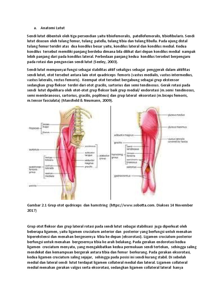 Anatomi Dan Biomekanik Sendi Lutut | PDF
