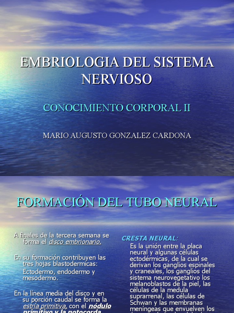 Embriología del Sistema Nervioso | PDF | Médula espinal | Cerebelo