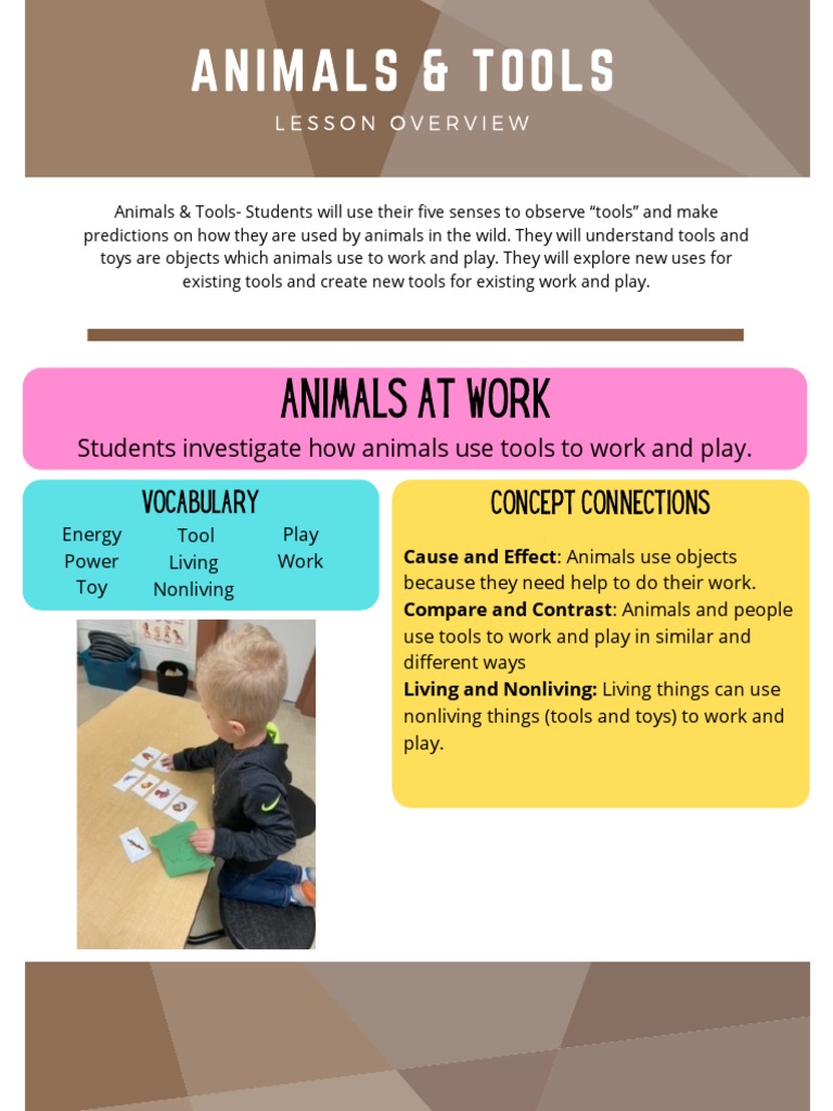 Animals Using Energy Overview | PDF