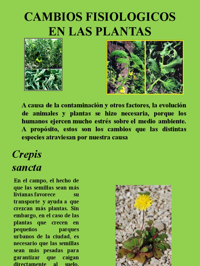 Cambios Fisiologicos en Las Plantas | PDF | Plantas | Entorno natural