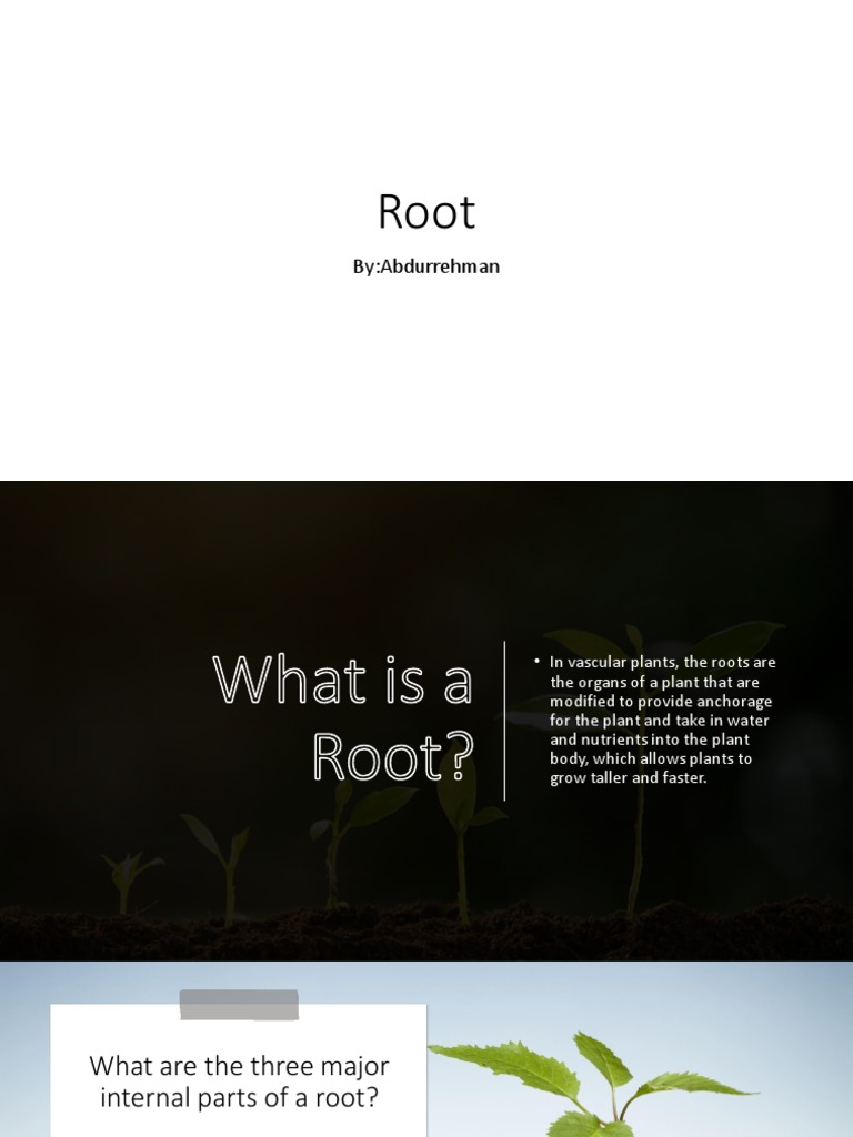 Root | PDF