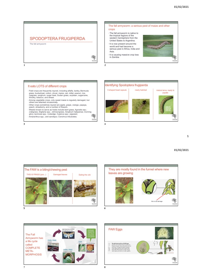 The Fall Armyworm | PDF | Pupa | Insects