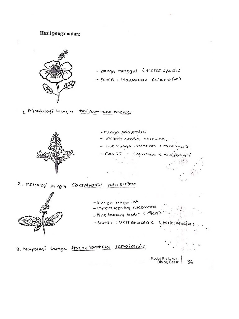 Morfologi Bunga | PDF