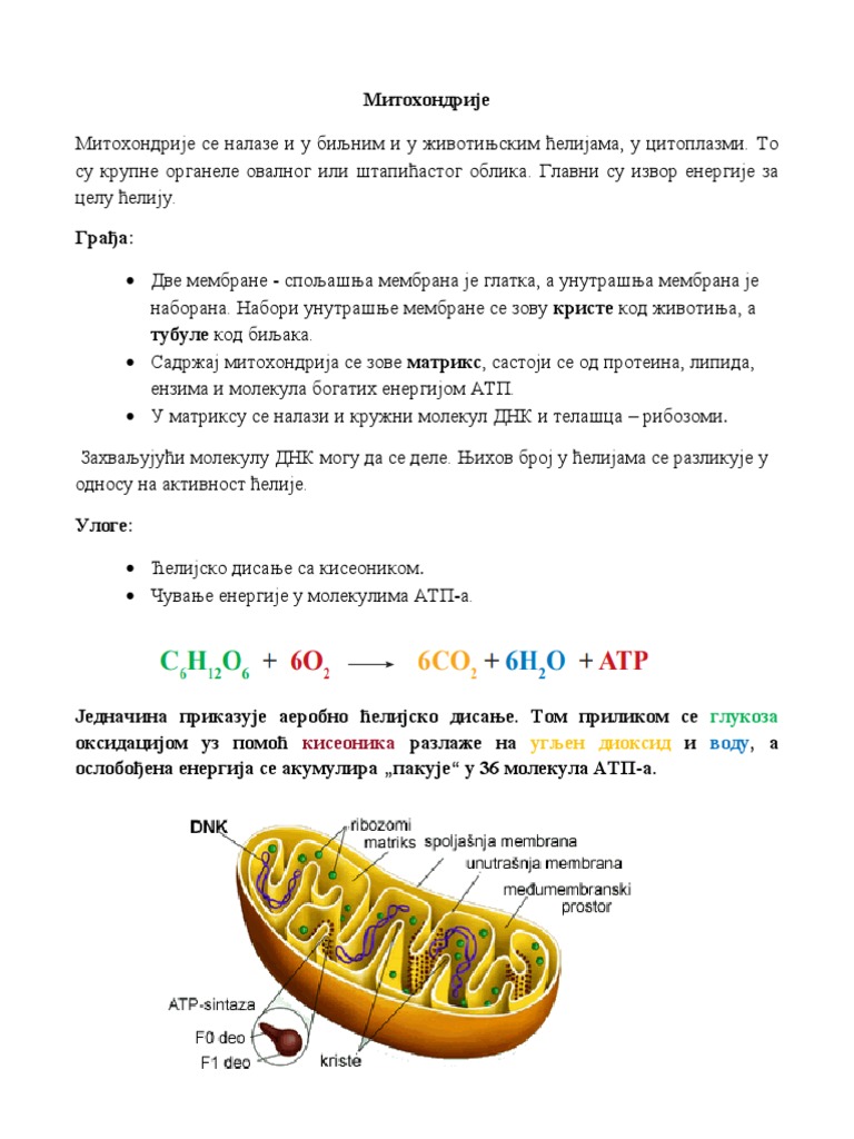 BIOLOGIJA 1 Mitohondrije | PDF