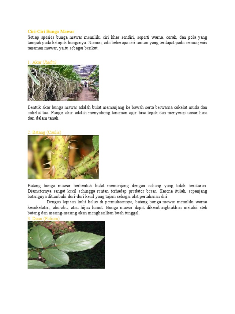 Ciri dan Jenis Bunga Mawar | PDF