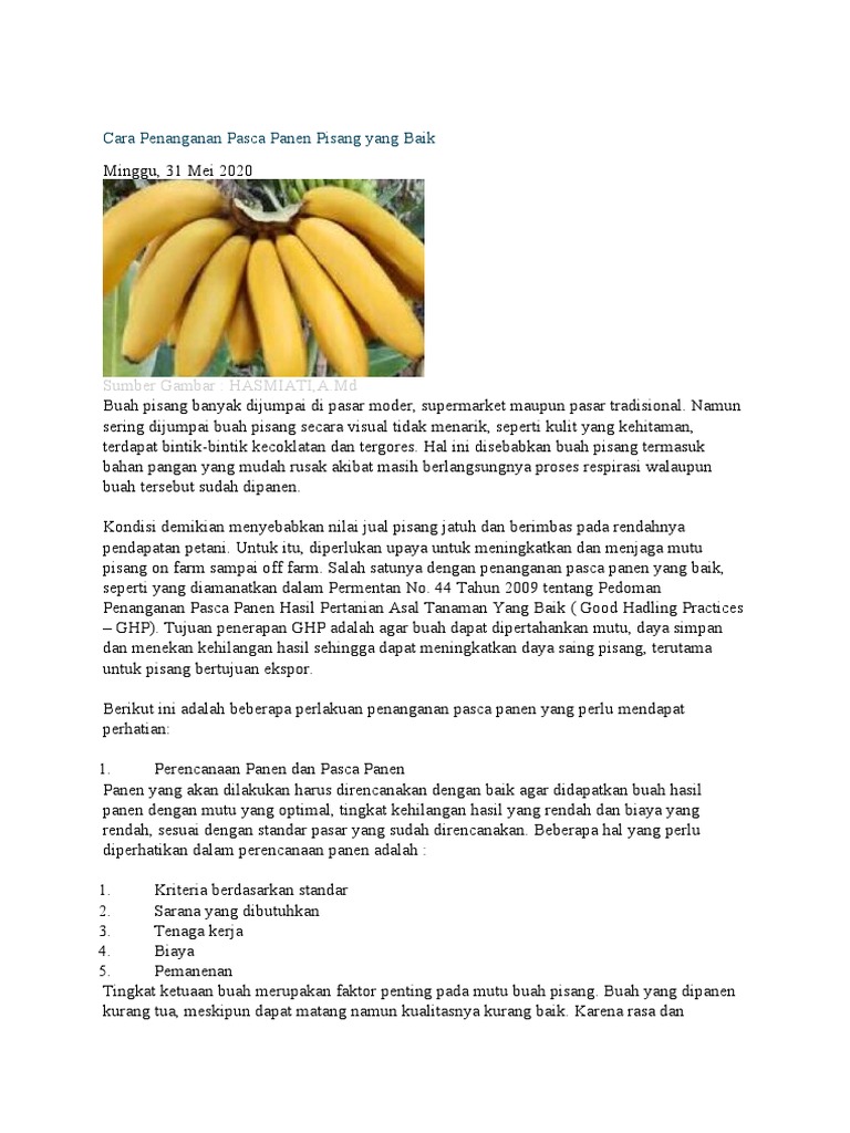 Cara Penanganan Pasca Panen Pisang Yang Baik | PDF