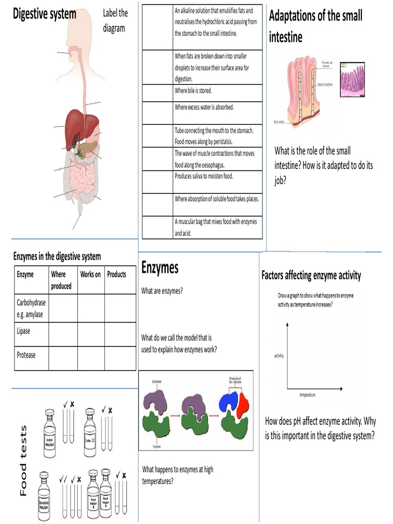 Organ Systems Revision Poster | PDF | Human Digestive System | Digestion