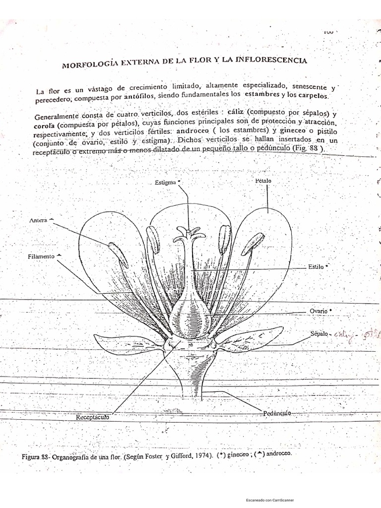 Lectura Sobre La Flor e Inflorescencia | PDF