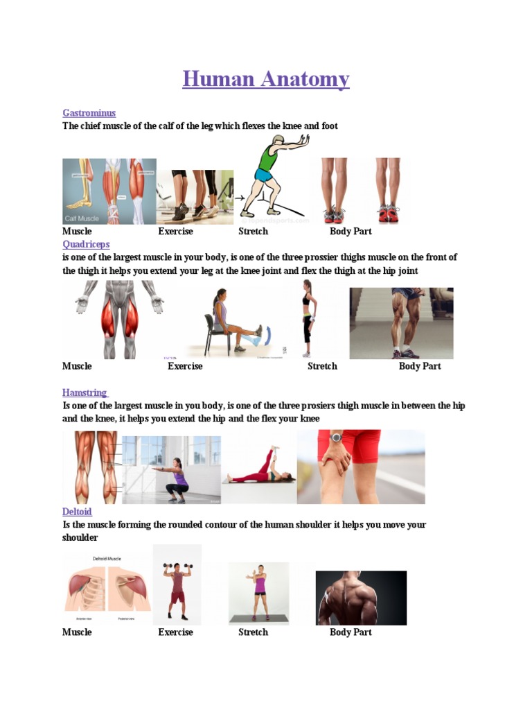 Human Anatomy | PDF | Abdomen | Anatomical Terms Of Motion