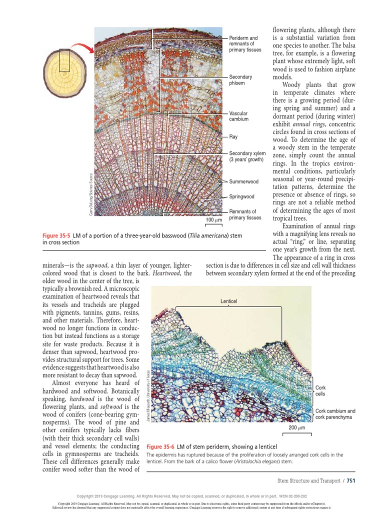Figure 35-5: LM of A Portion of A Three-Year-Old Basswood (Tilia ...