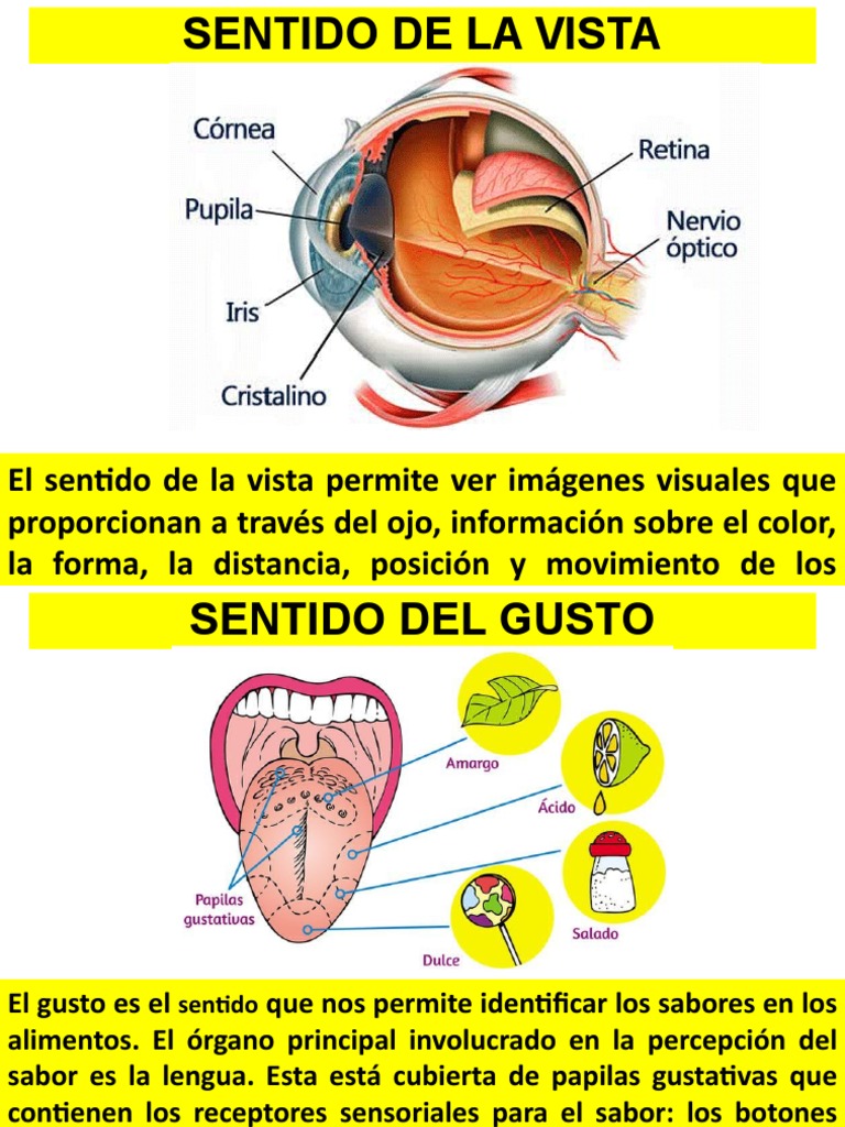 Sentido de La Vista | PDF | Relaciones personales, crianza y desarrollo ...